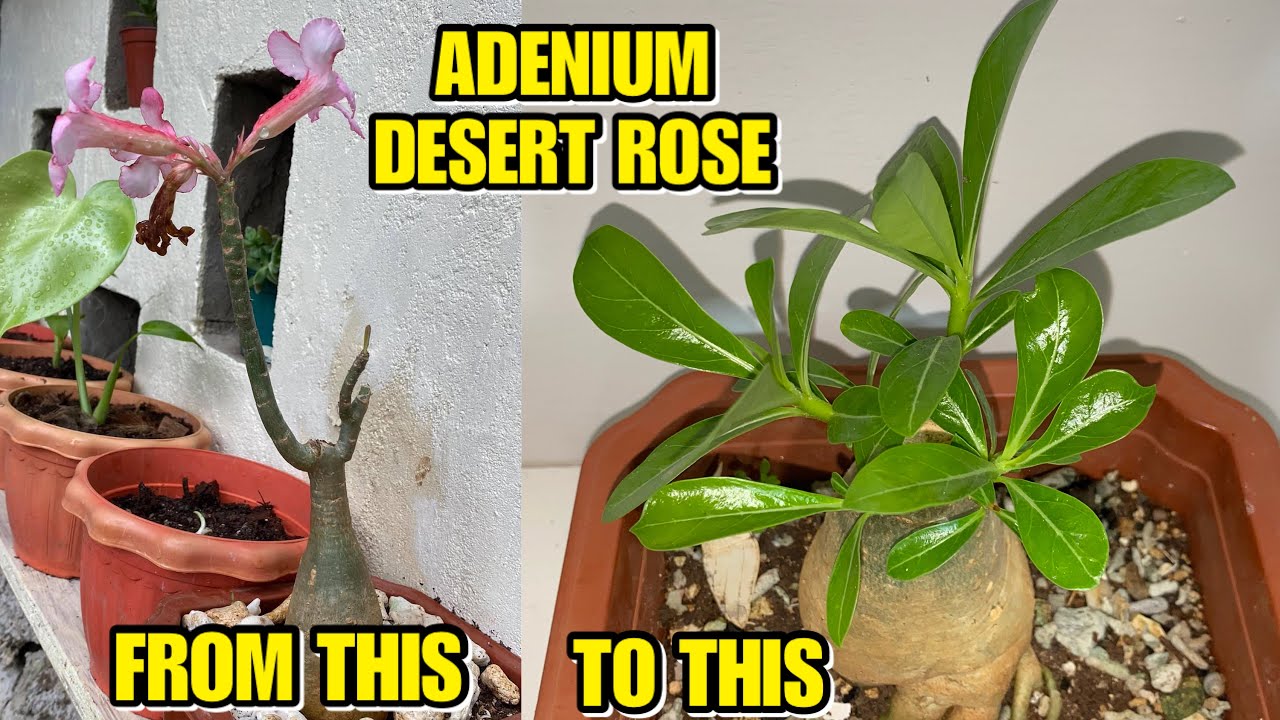 HOW TO MAKE MULTI- BRANCH ADENIUM | DESERT ROSE