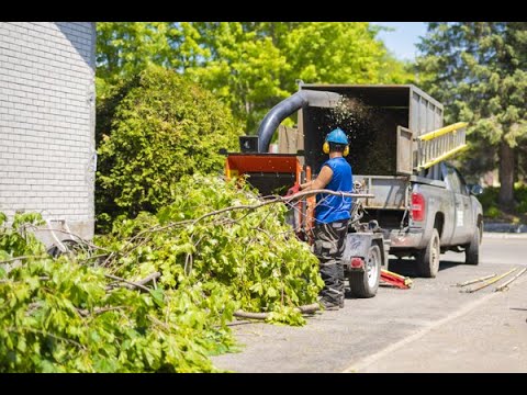 Arborist Villa Rica Ga