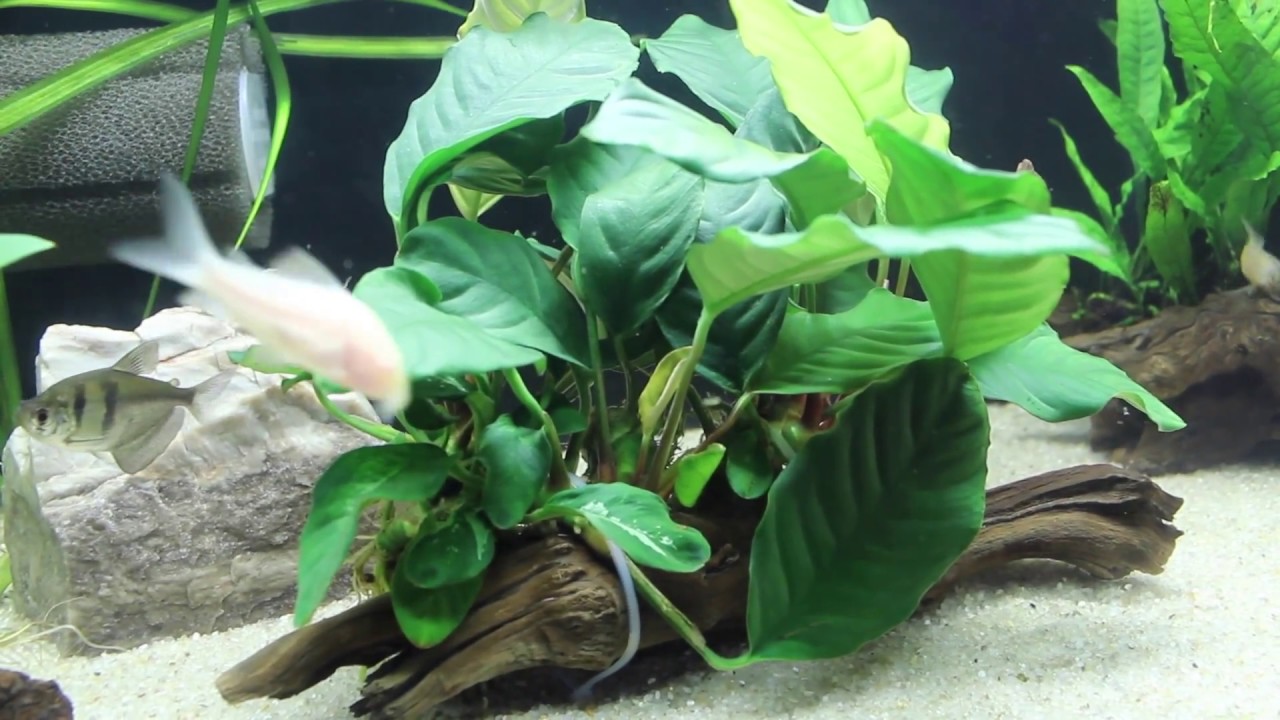 First Planted Tank (Anubias, Java Fern, Jungle Val)