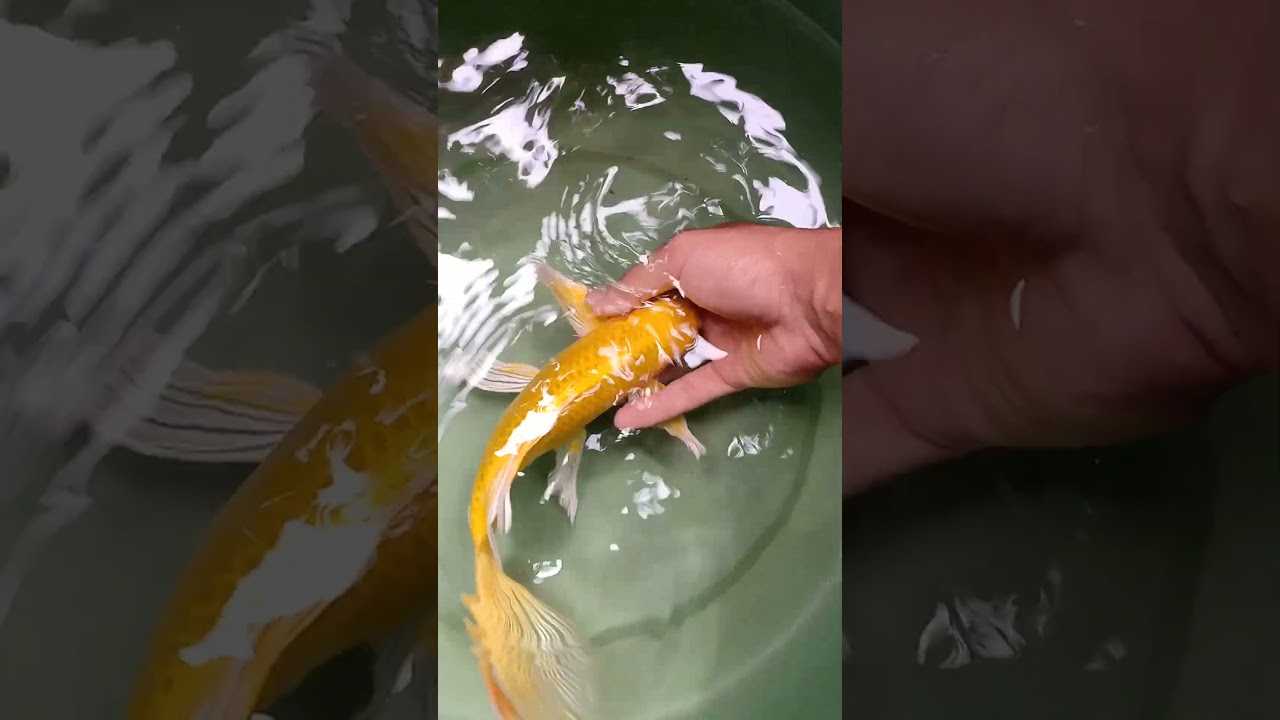 Ikan koi kumpay jenis Yamabuki Ogon