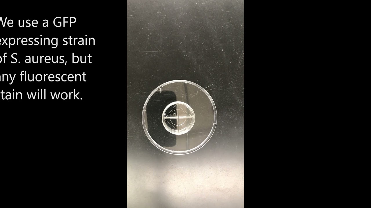 2021 MBM Lab Demo Simple method for imaging bacteria-immune cell interactions on a surface with CSLM