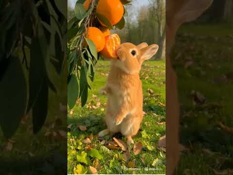 Rabbit Sees an Orange Tree đ āĻĻā§āϰ āĻĨā§āĻā§ āĻāϰāĻā§āĻļ āĻĻā§āĻā§ āĻāĻŽāϞāĻž āĻāĻžāĻ | Fun Bengali Cartoon Story #nhdadventure