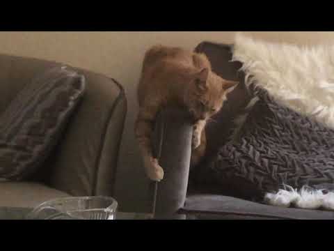 Steam Community :: Video :: Cat love chair