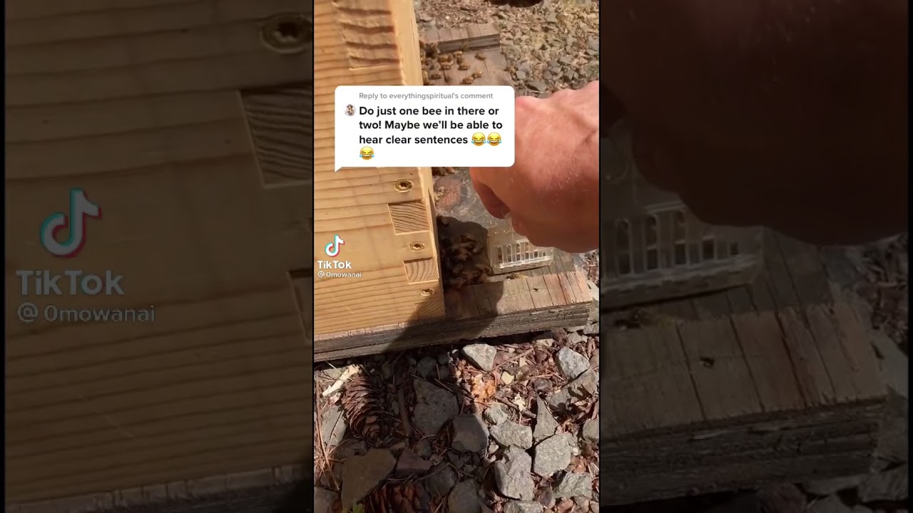 two bees talking to each other