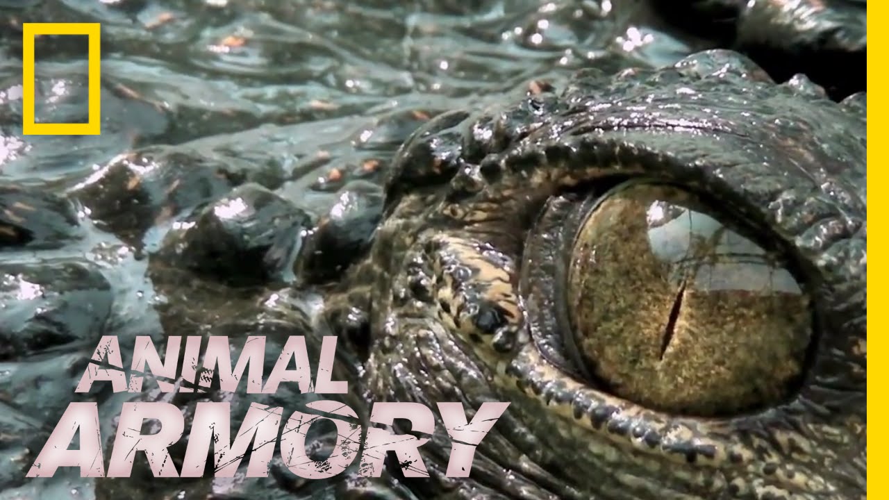 Lethal Jaws | Animal Armory