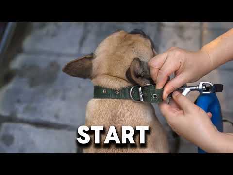 Understanding the Types of Anti-Bark Collars