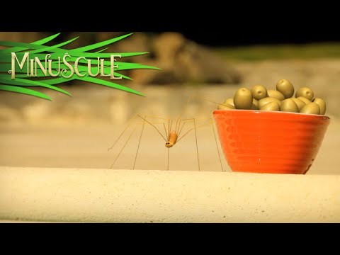 Minuscule - Spider from the Depths g…: English ESL video lessons