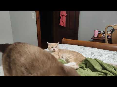How Domestic Cats Fight | Bad Cat Chris