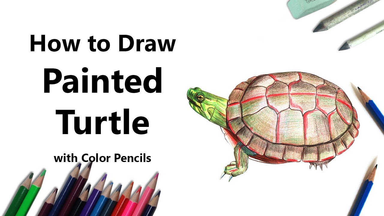 How to Draw a Painted Turtle with Color Pencils [Time Lapse]