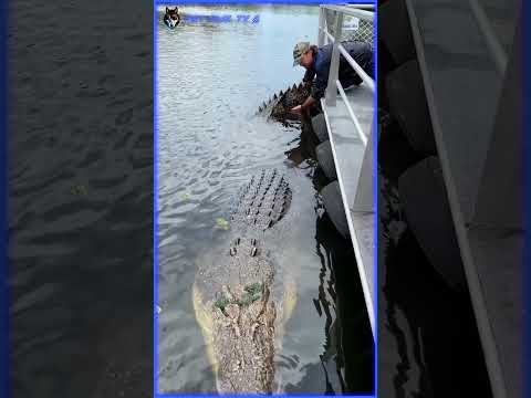 🐊Homem Encara Enorme Crocodilo na Austrália