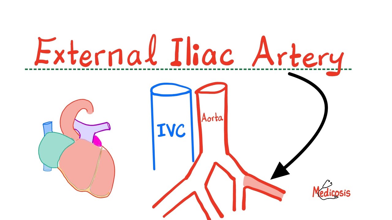 External Iliac Artery - Epigastric Arteries - Arteries of Pelvis - Anatomy of Pelvis and Perineum