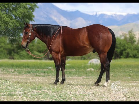 Crowns Smoke Puff ~2020 AQHA Gelding ~ Finished Ranch Gelding ~ Gentle ~ Well Trained ~ Family Horse