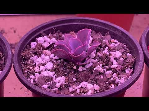 Grow Lights for Succulents - Experiment Episode 2