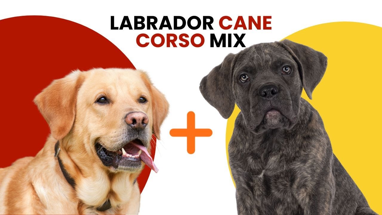 Labrador Cane Corso Mix AKA Lab Corso