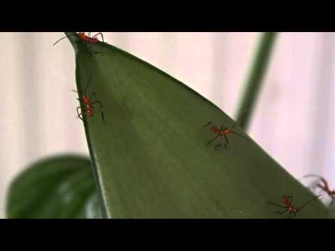 Young, Red, Aphid-like Bugs