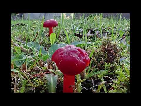 A kaleidoscope of colourful fungi | earthstar