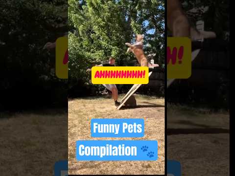 FUNNY PET Fails Compilation That will Make your Day | Hilarious Animal Moments 😂🐾 #shorts