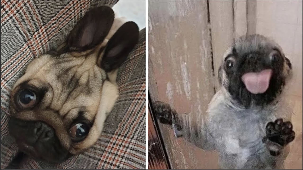 Made your day with these funny and cute Pug Puppy Videos Compilation