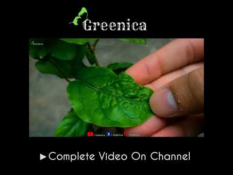 What Is Pruning & Why it's Important?