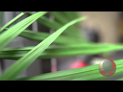 Schneider Cine-Xenar III 18mm PL on a Sony NEX-FS100