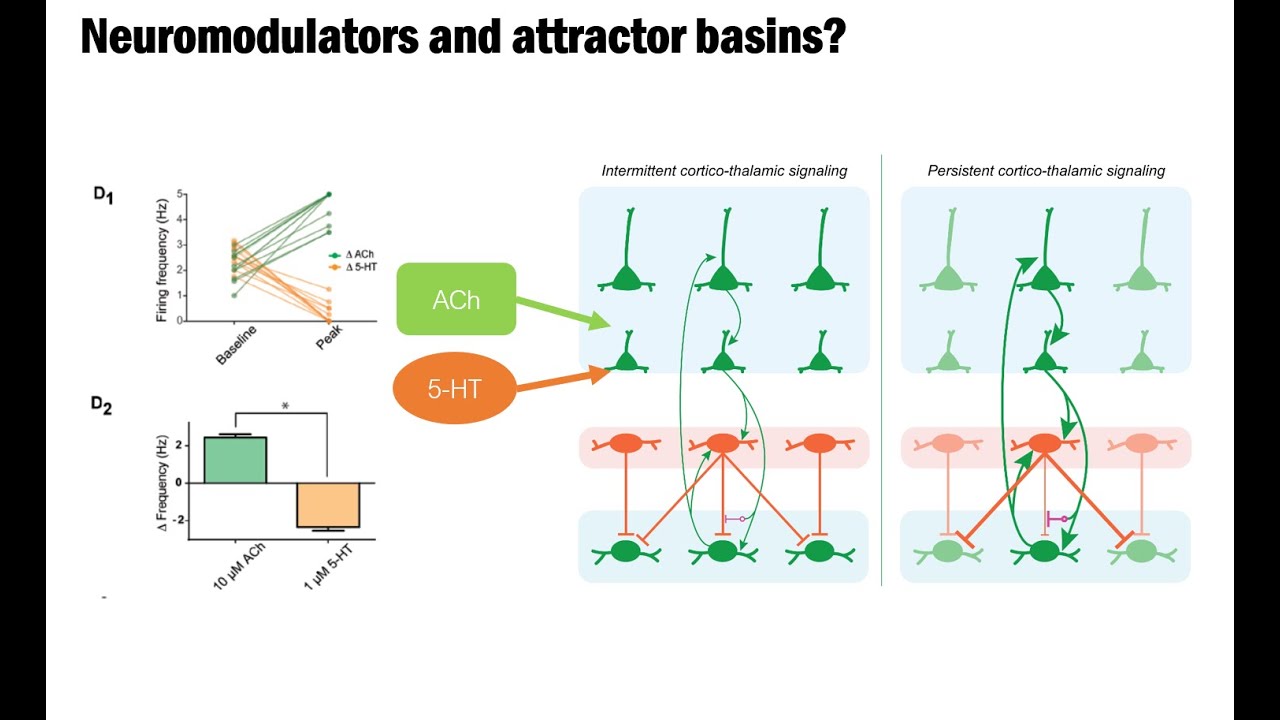 Cognitive and behavioral attractors: dynamical systems theory as a lens for systems neuroscience