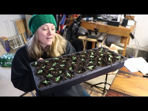 Potting Up Lisianthus : Answering Your Lisianthus Questions! : Flower Hill Farm
