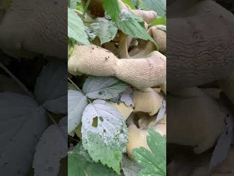 You can see all the spores