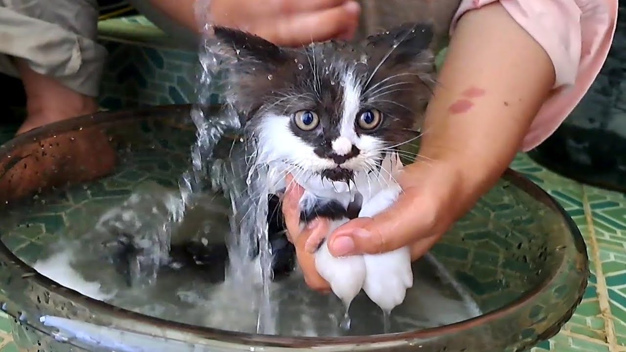 Kitten Gugu bathing for the first time