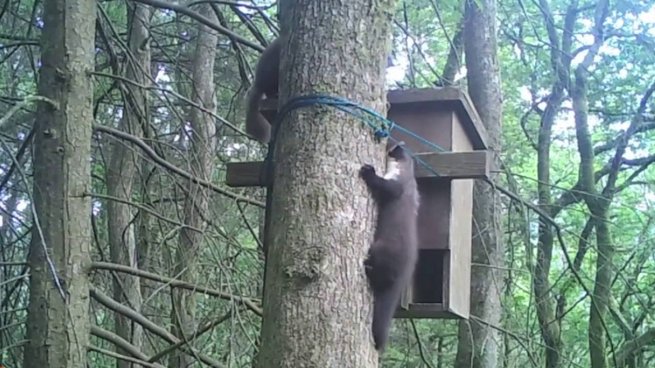 Pine marten kits caught on camera