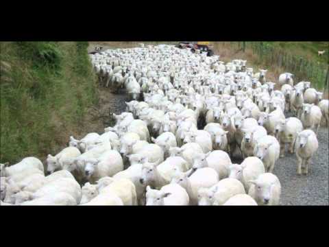 SHEEP REARING BASICS URDU DR.ASHRAF SAHIBZADA.wmv