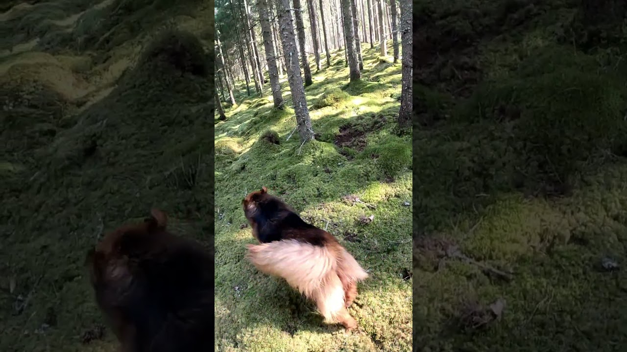 #dog #latvia #love #scenery #nature Skaista un gaiša diena