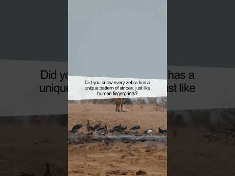 The Unique Pattern of Zebra Stripes