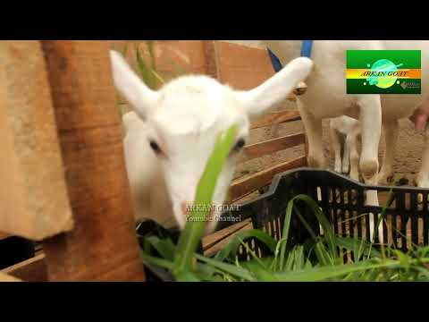 Saanen goats, 5-day-old goats learn to eat grass