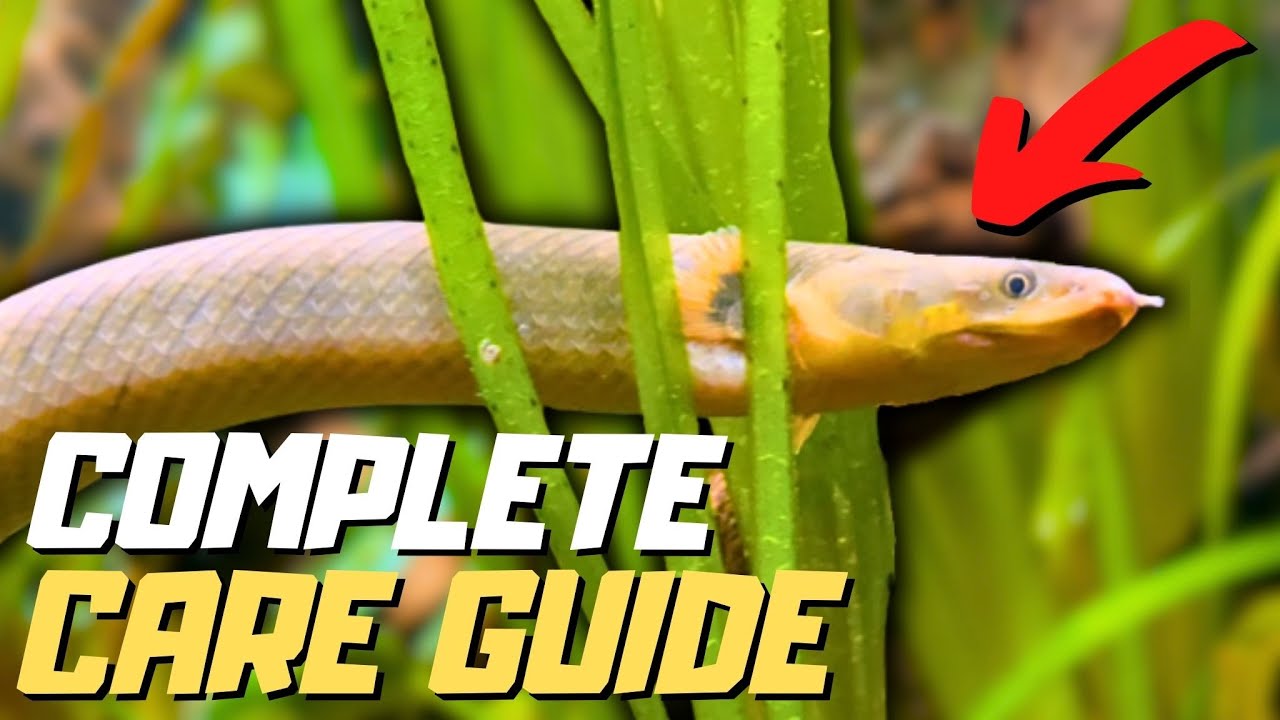 Rope Fish (Reedfish) Complete Care Guide - Watch Before You Buy!