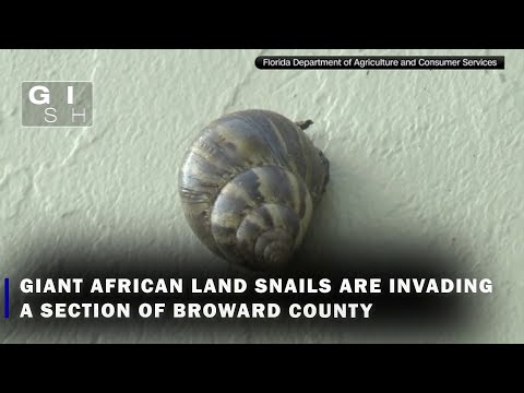 Giant African Snails invade portion of Broward County