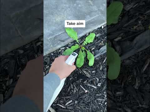 Does organic weed killer work on weeds #lawn #lawncare #bunnings #weedkiller #fyp