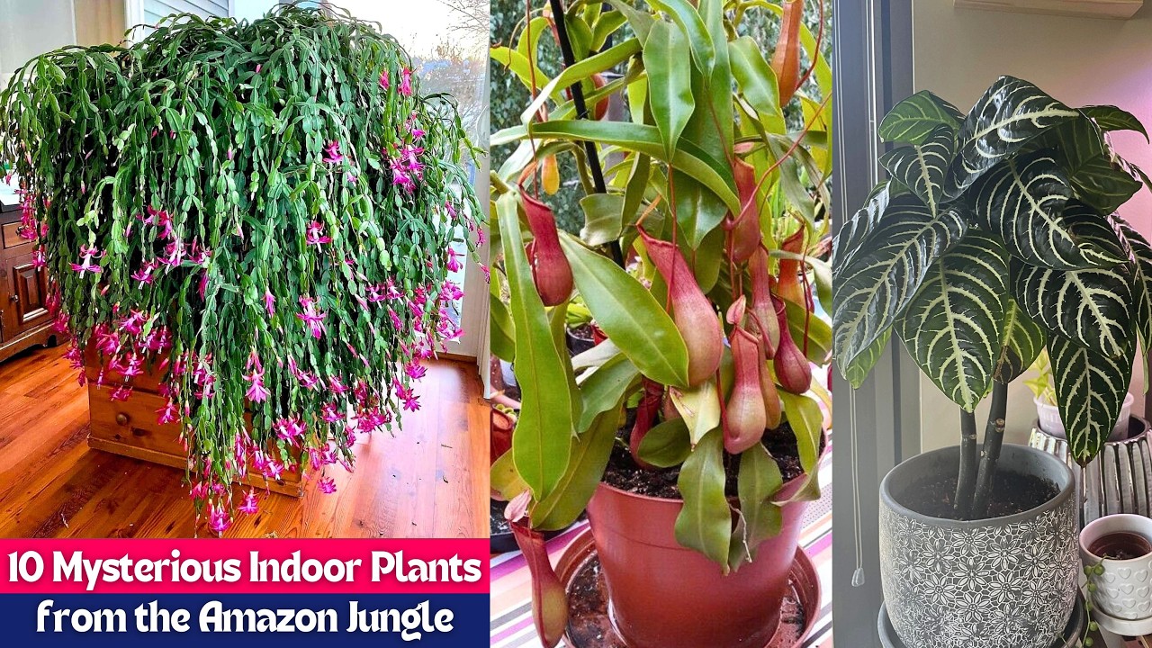 10 Mysterious Indoor Plants from the Amazon Jungle