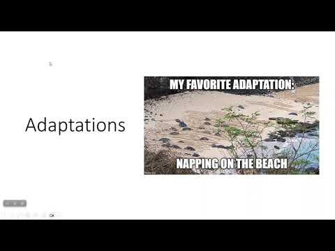 2.6 Adaptations