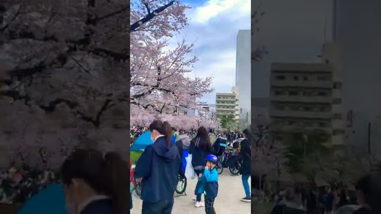 Kehidupan Sehari-hari Di Jepang Selama Musim Sakura #sakura#jepang#galerinihong