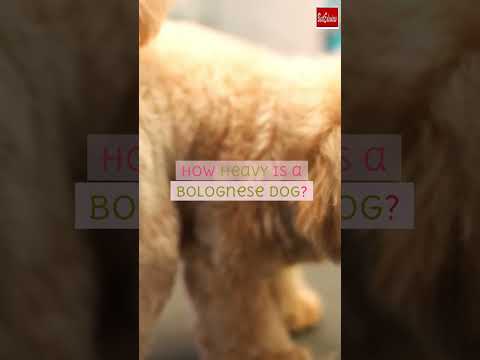 How heavy is a Bolognese Dog?