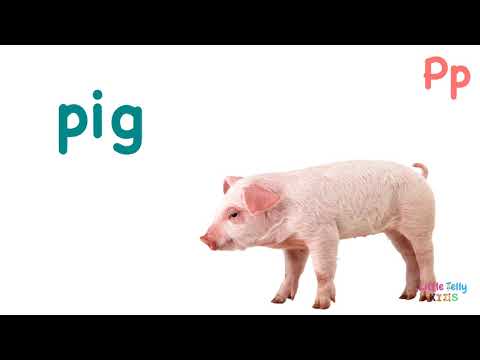 Words Starting With P - Learn Words that Start with P Sound with spellings || Preschool Learning ||