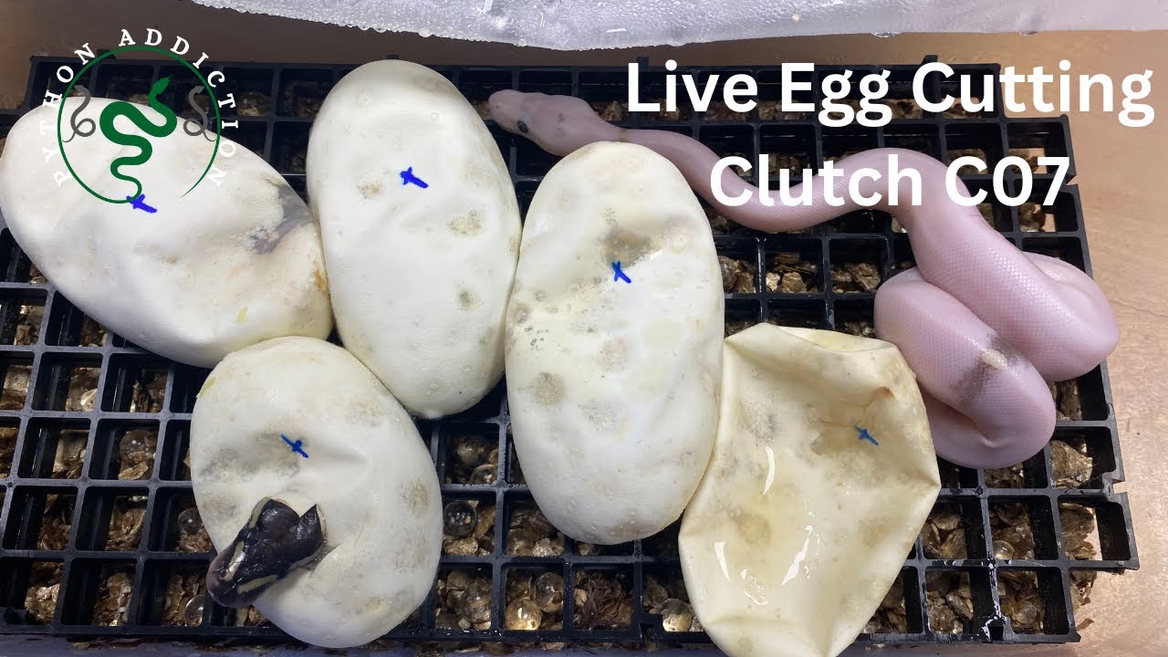 Python Addiction -Live Egg Cutting - Ball Python Clutch C07 - Who's the daddy????