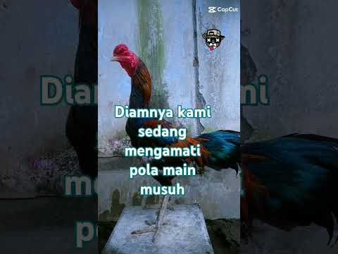 kenali amati dan fikirkan celah nya #ayamlaga