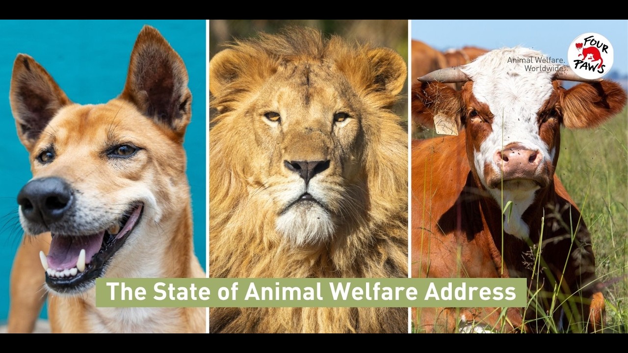 The State of Animal Welfare Address  | FOUR PAWS |
