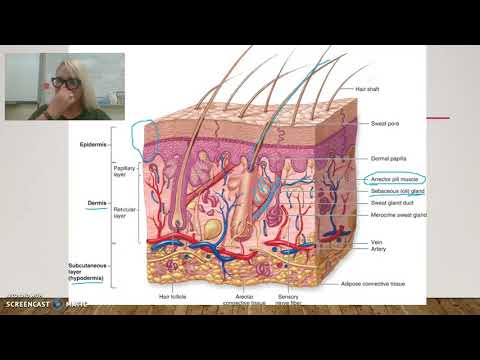 5 Minute Lesson: Appendages of the Skin