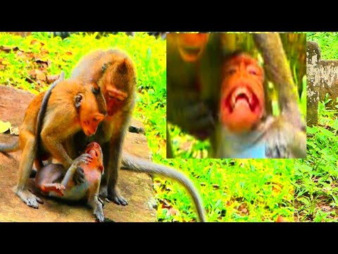 Sa_d New! Finally Found Hap/piness Of Little Monkey! Premium Top