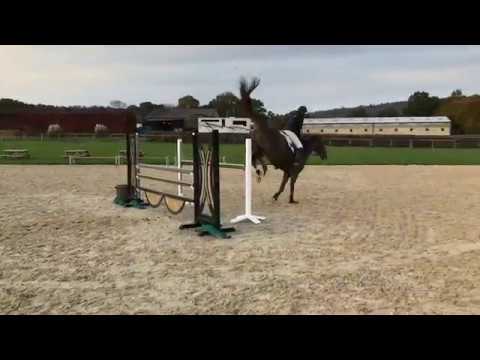 The Billy Stud Auction | 1. Billy Barn