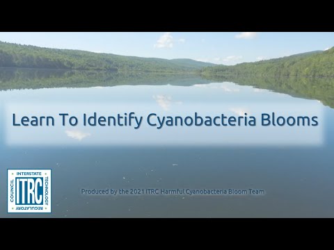 Learn to Identify Cyanobacteria Blooms