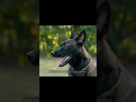 What They Hide About Malinois ! #malinoismonday #dogbreed #malinois