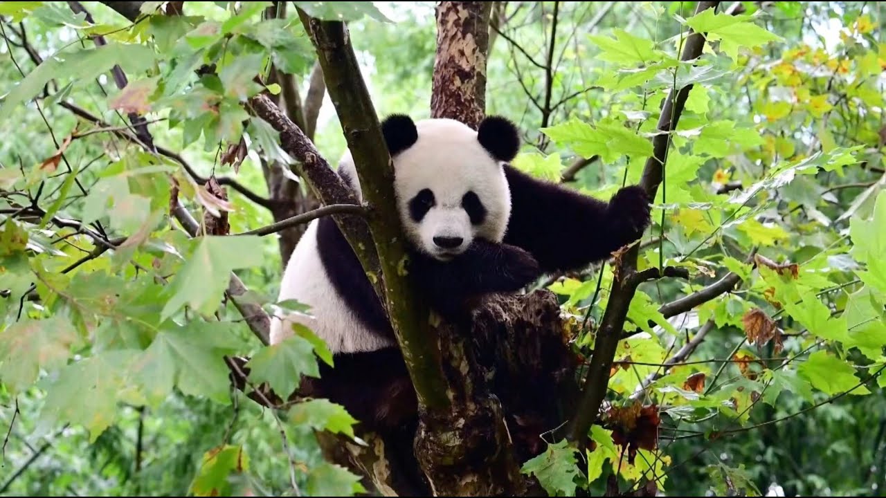 Mainland-gifted giant panda pair arrives in Hong Kong